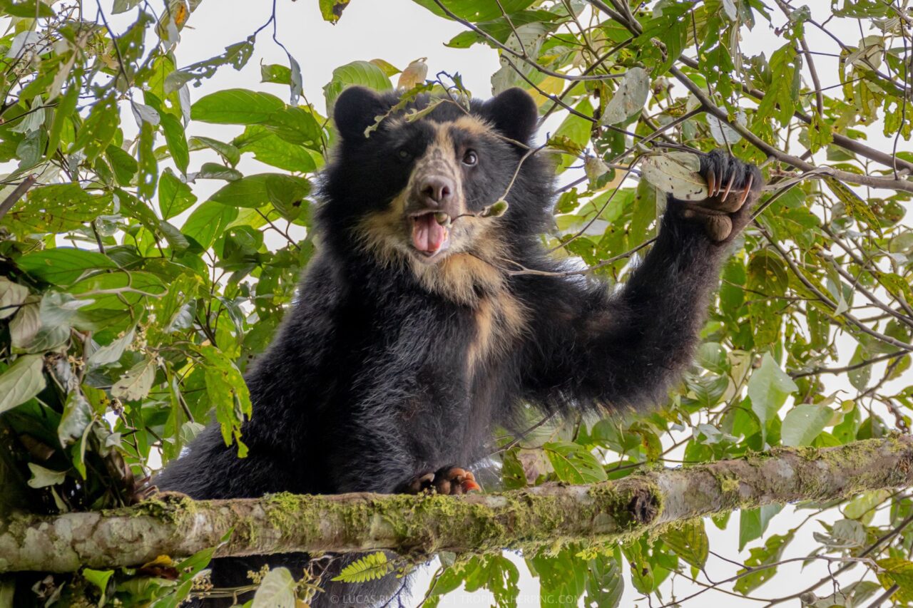 El oso andino, un guardián silencioso que Ecuador necesita proteger ...